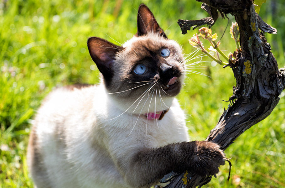 Unusual Cat Behaviors Explained: Why Your Cat Does That Weird Thing – Pettsie