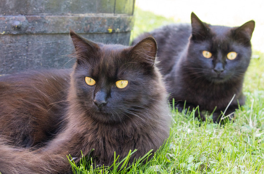 Cat Behavior Myths Debunked: Separating Fact from Fiction in Feline Ps ...