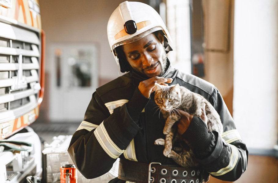 Cat Rescue Stories: Heartwarming Tales of Feline Survival and New Begi ...