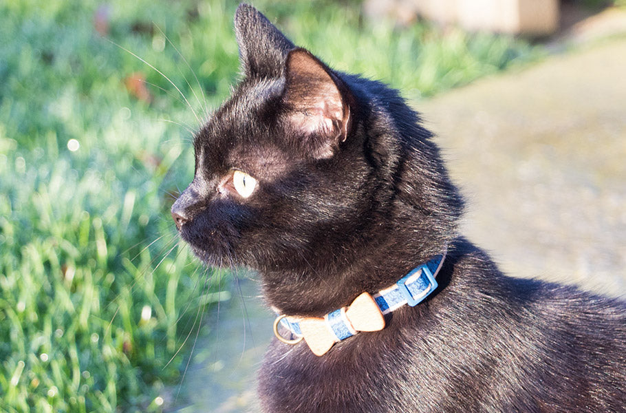 Eco-Friendly Cat Care: Tips for Sustainable and Environmentally Consci ...