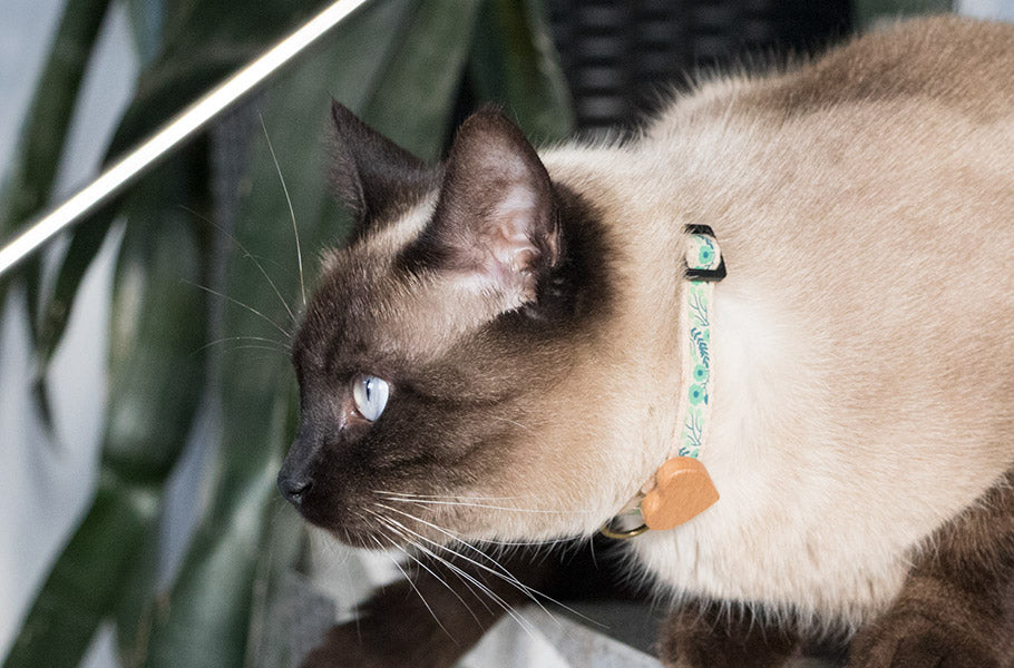 How to Cat-Proof Your House: Designing the Purr-fect Home for Your Fel ...