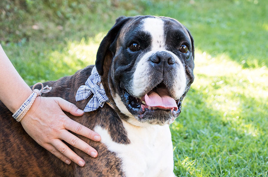 The Canine Code: Deciphering the Social Etiquette and Unspoken Rules o ...