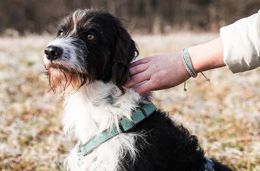 The Role of Dogs in Therapy and Emotional Support: Unleashing Happines ...