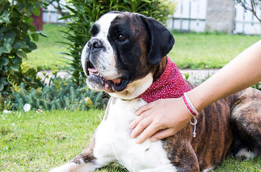 Tips and strategies for helping dogs become comfortable with strangers ...