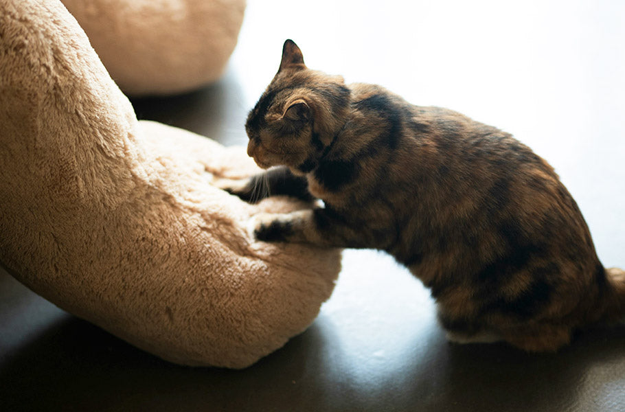Why Cats Knead: Understanding This Common Feline Behavior – Pettsie