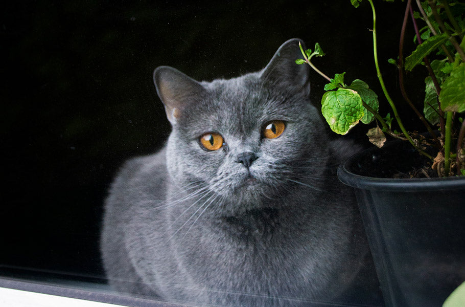 The Psychology of Catnip: Why Some Cats Go Crazy and Others Don’t Care – Pettsie