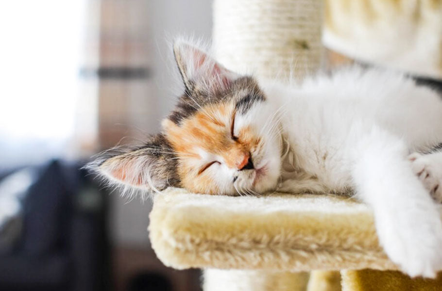 Do cats have dreams and nightmares? – Pettsie