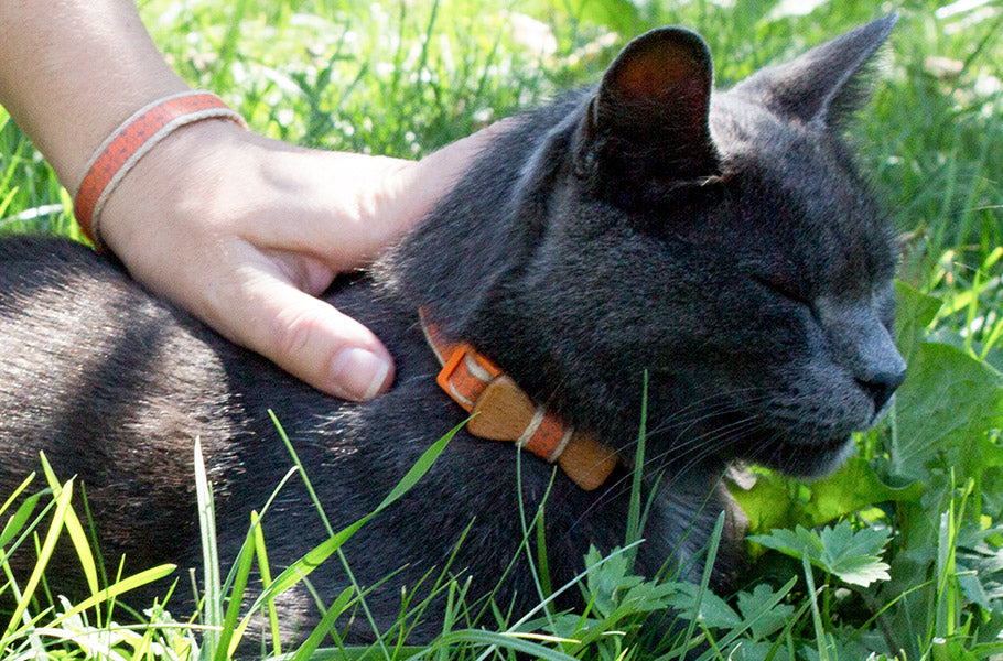 Easy treatment options for hairballs in cats – Pettsie