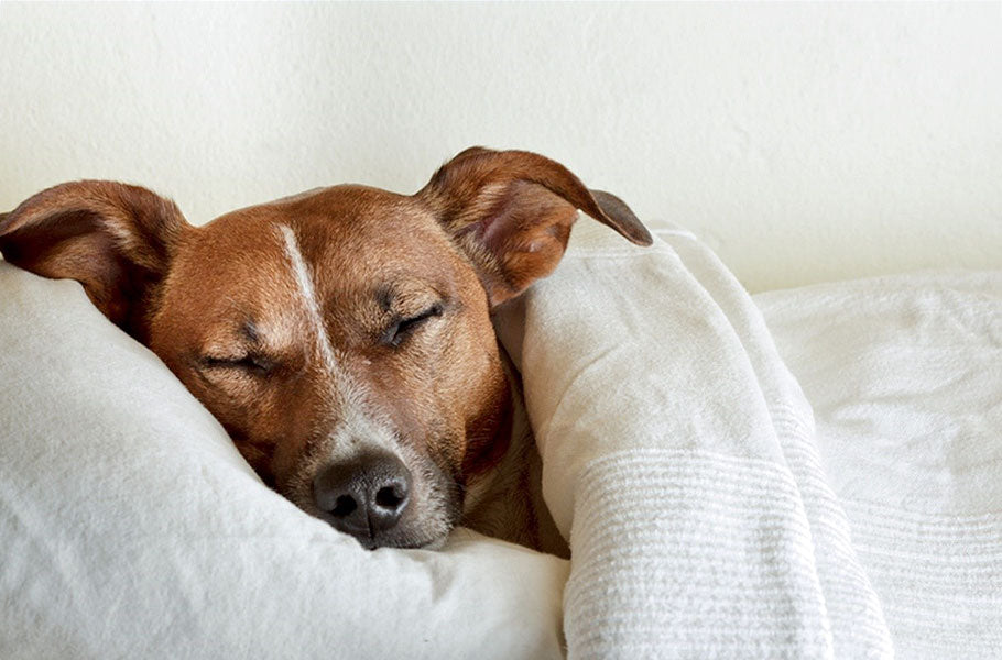 How much sleep does your dog need? – Pettsie