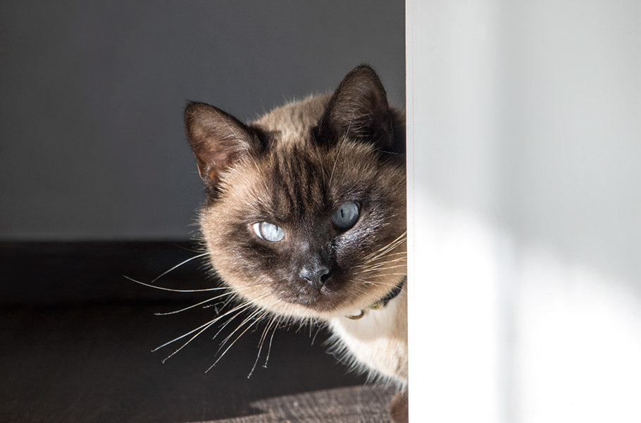 How to effectively deal with cat's aggression – Pettsie