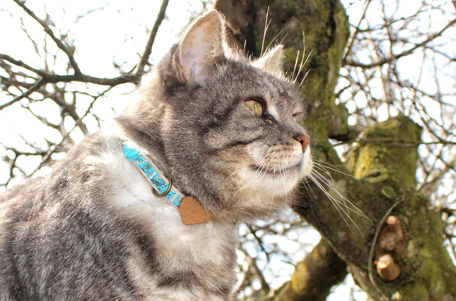 The benefits of adopting an older cat: debunking common myths – Pettsie